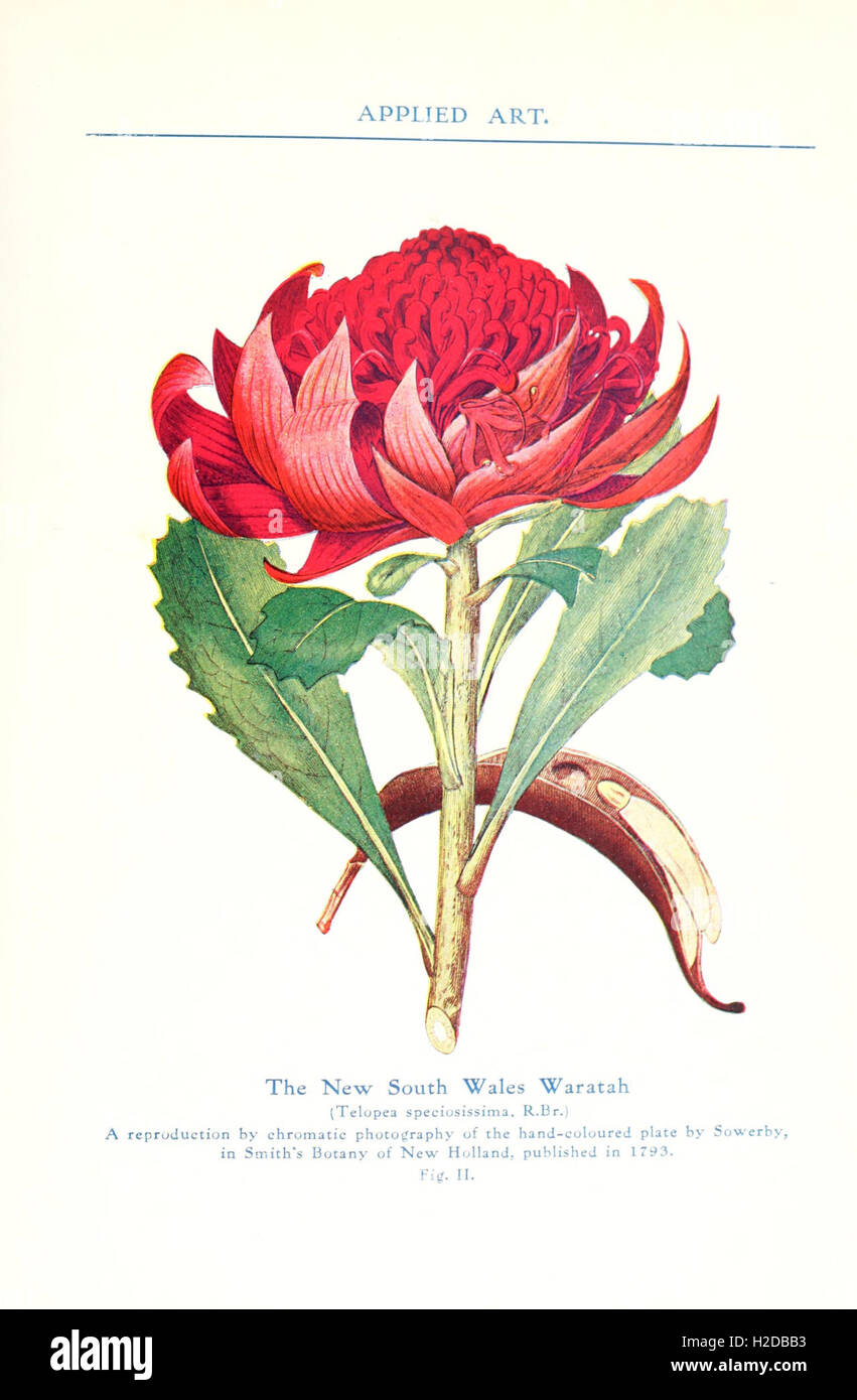 This book explores how Australia's unique flora has influenced applied ...