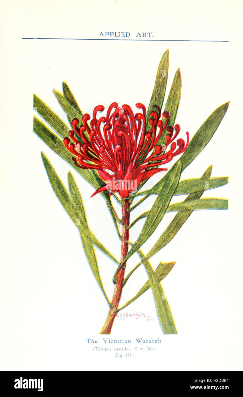 The Australian flora in applied art Stock Photo - Alamy