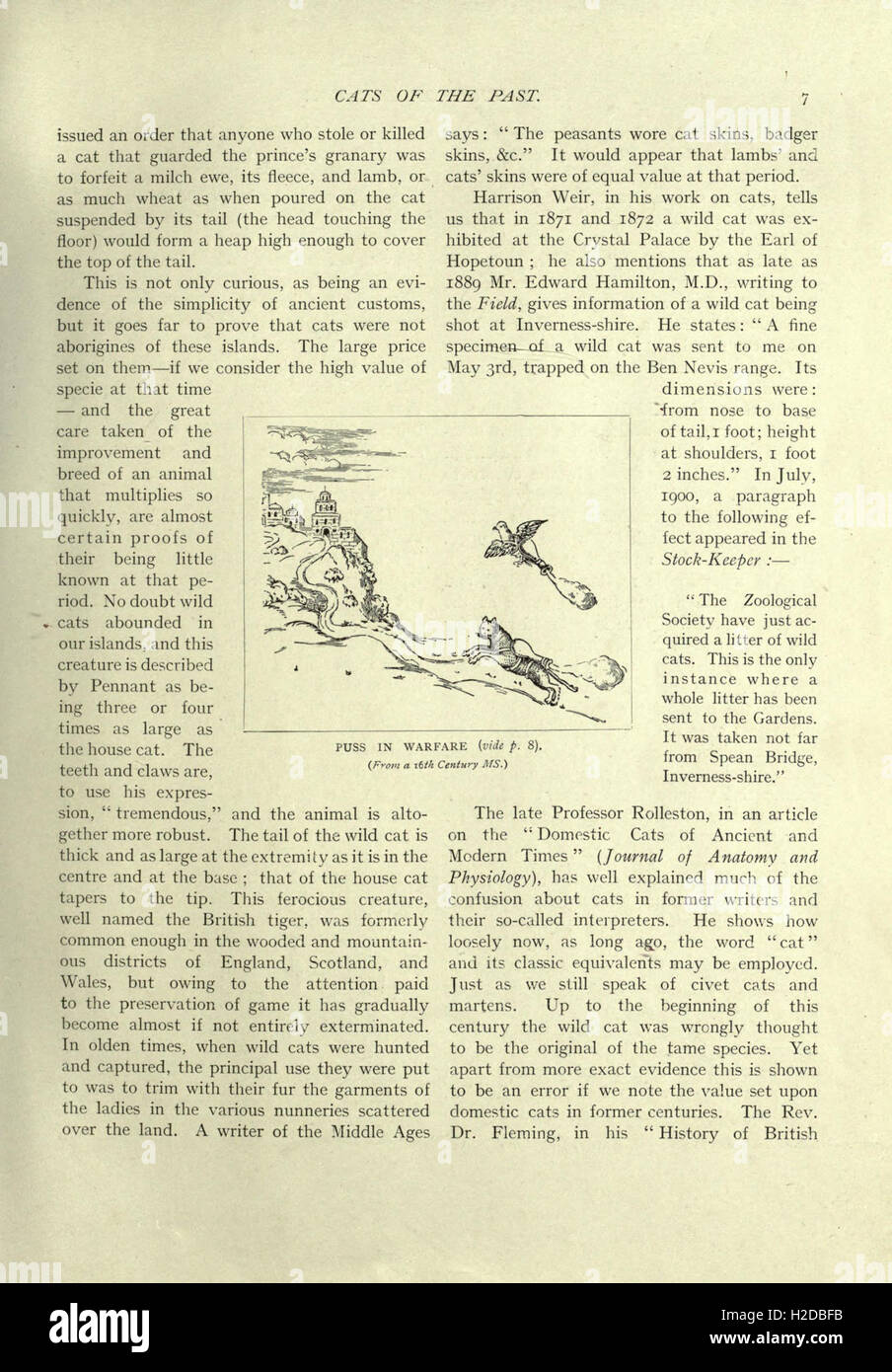 'The Book of the Cat' explores the history, anatomy, and behavior of ...