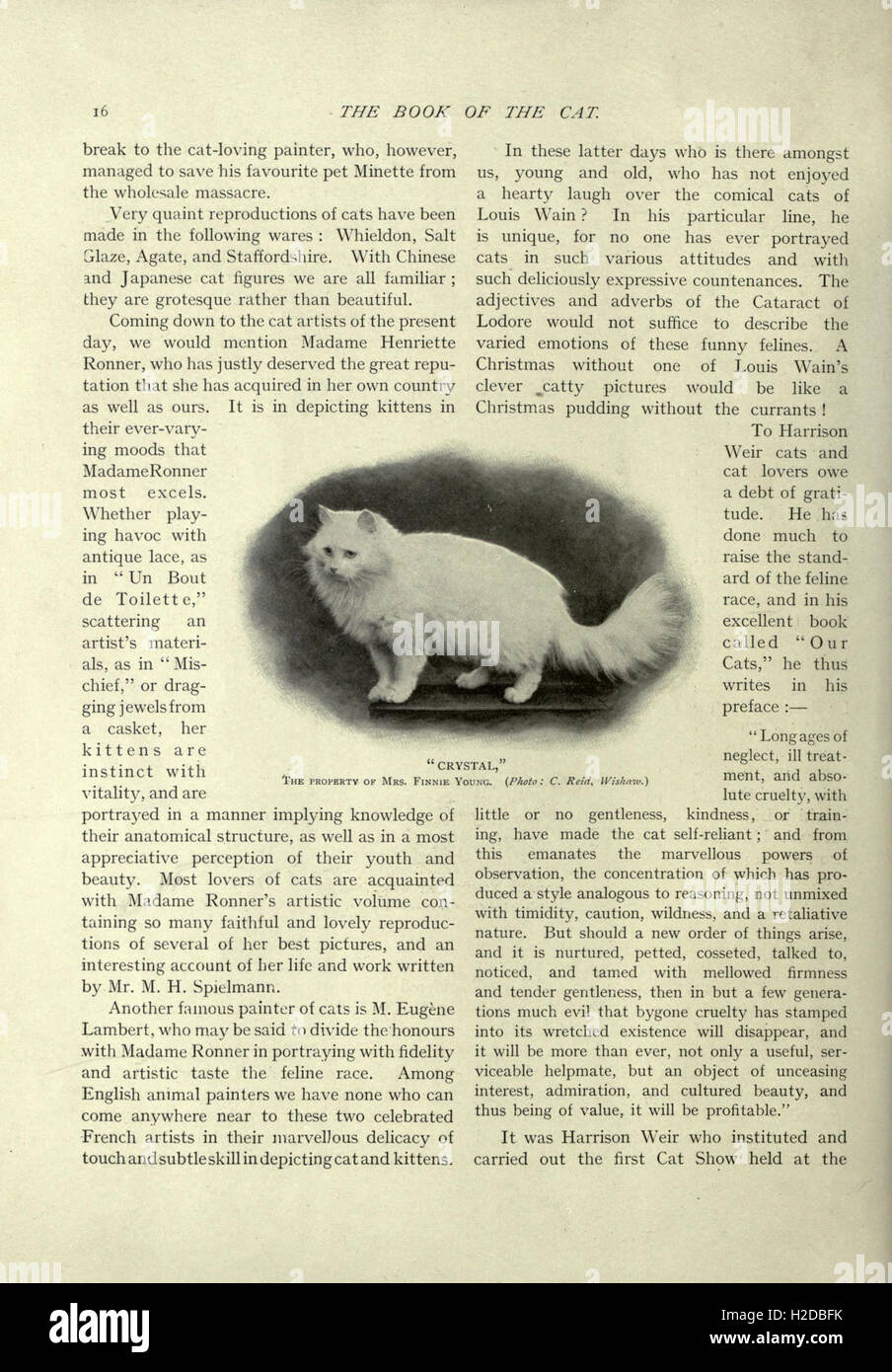 An extensive guide to domestic cats, covering their anatomy, behavior ...