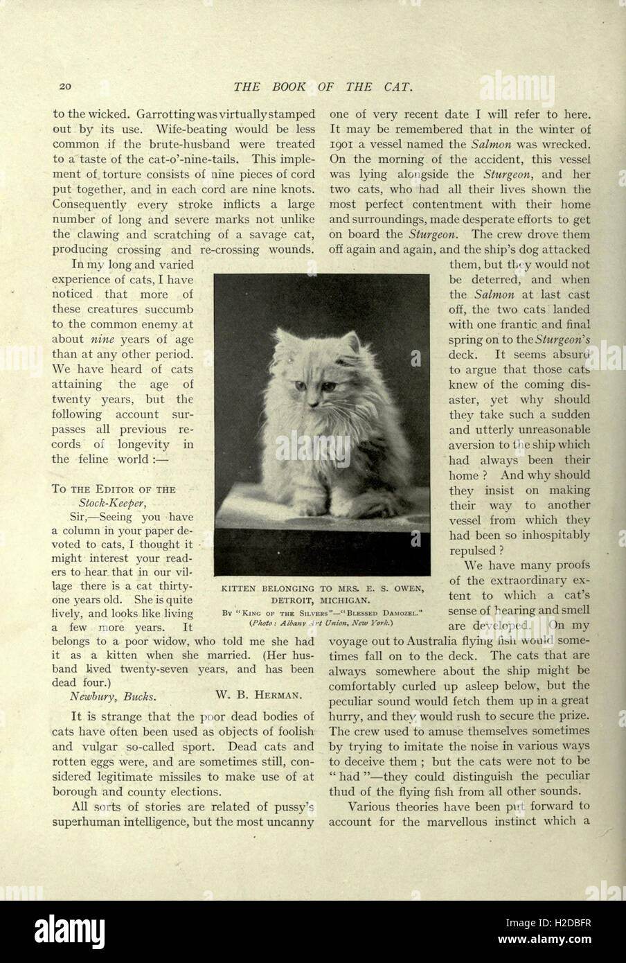 An informative guide to the domestic cat, covering its history ...