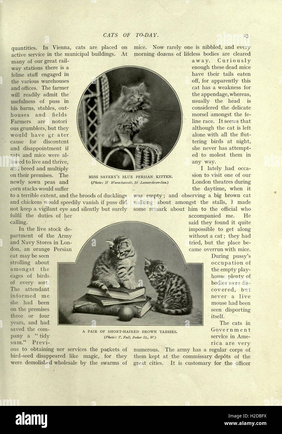 An extensive study of domestic cats, covering their behavior, biology ...