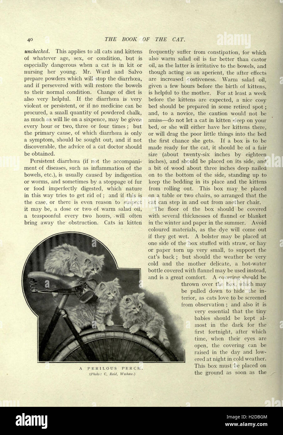 This book explores the natural history of cats, focusing on their ...