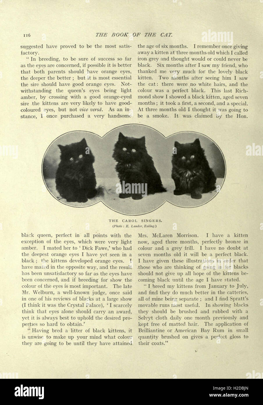 A comprehensive guide dedicated to the cat, offering insights into its ...