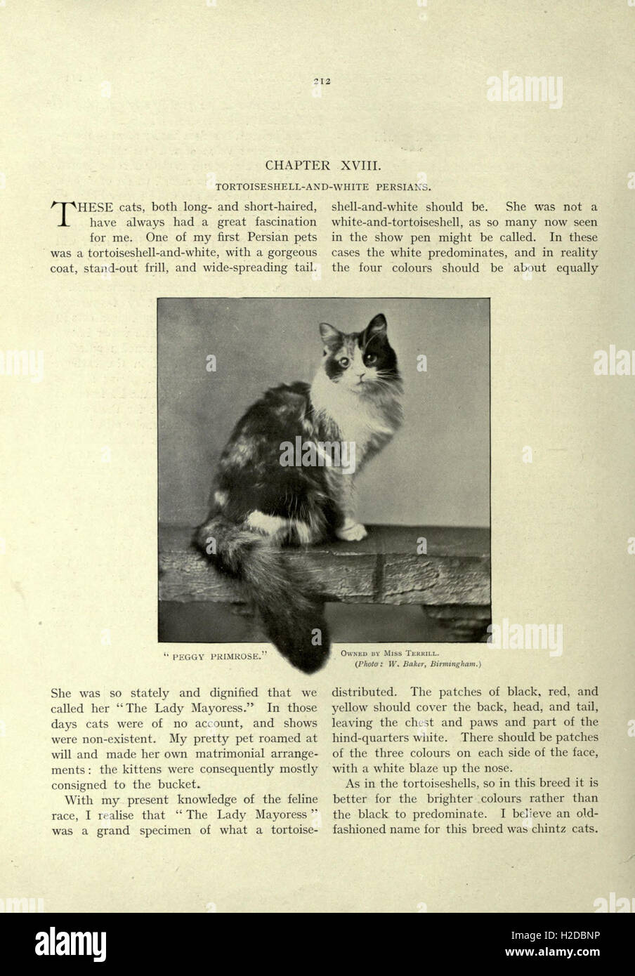 The book of the cat Stock Photo - Alamy