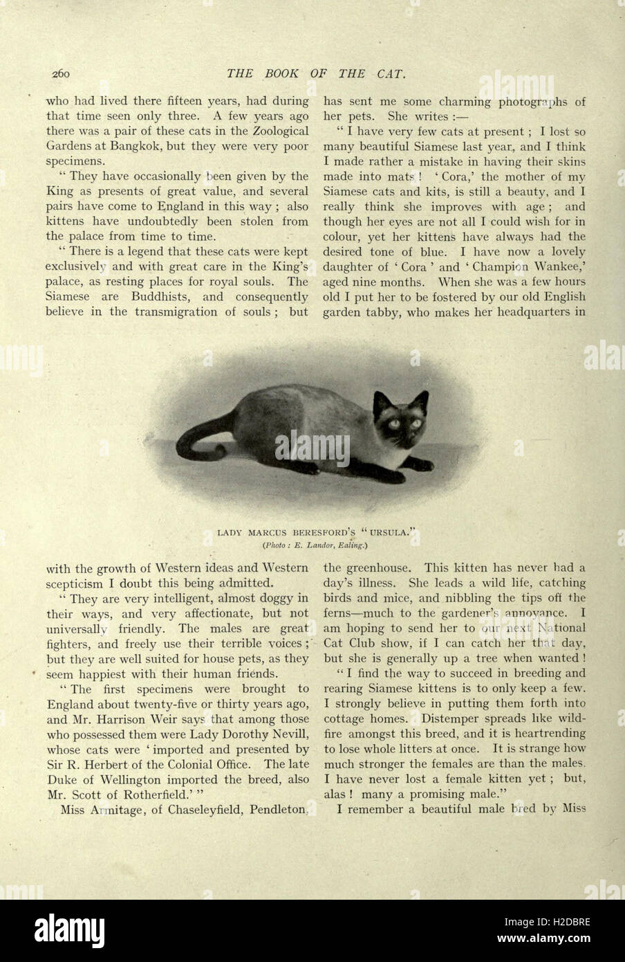 This book covers various aspects of domestic and wild cats, including ...