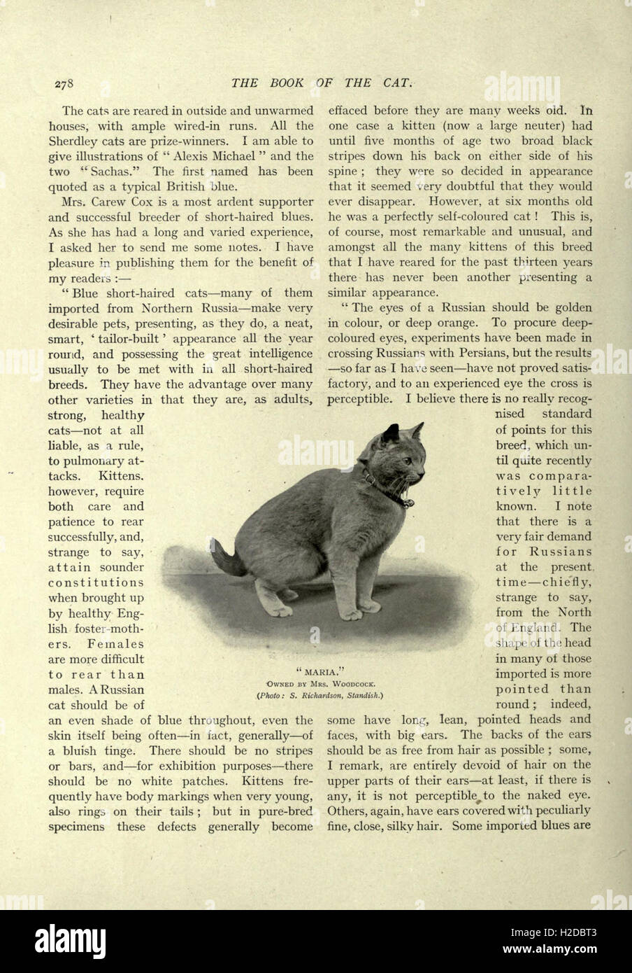 A comprehensive guide on domestic and wild cats, discussing their ...