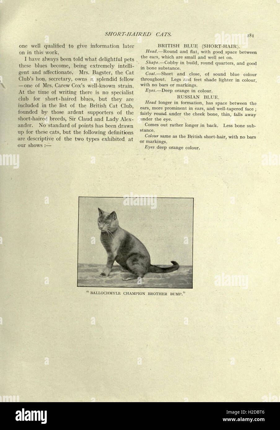 An in-depth exploration of the domestic cat, covering its history ...