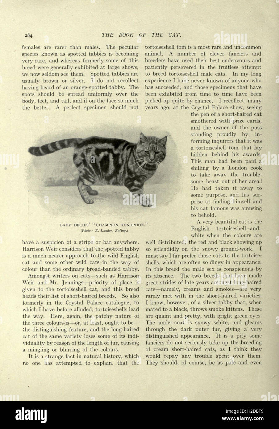 This book provides an in-depth study of domestic cats, discussing their ...