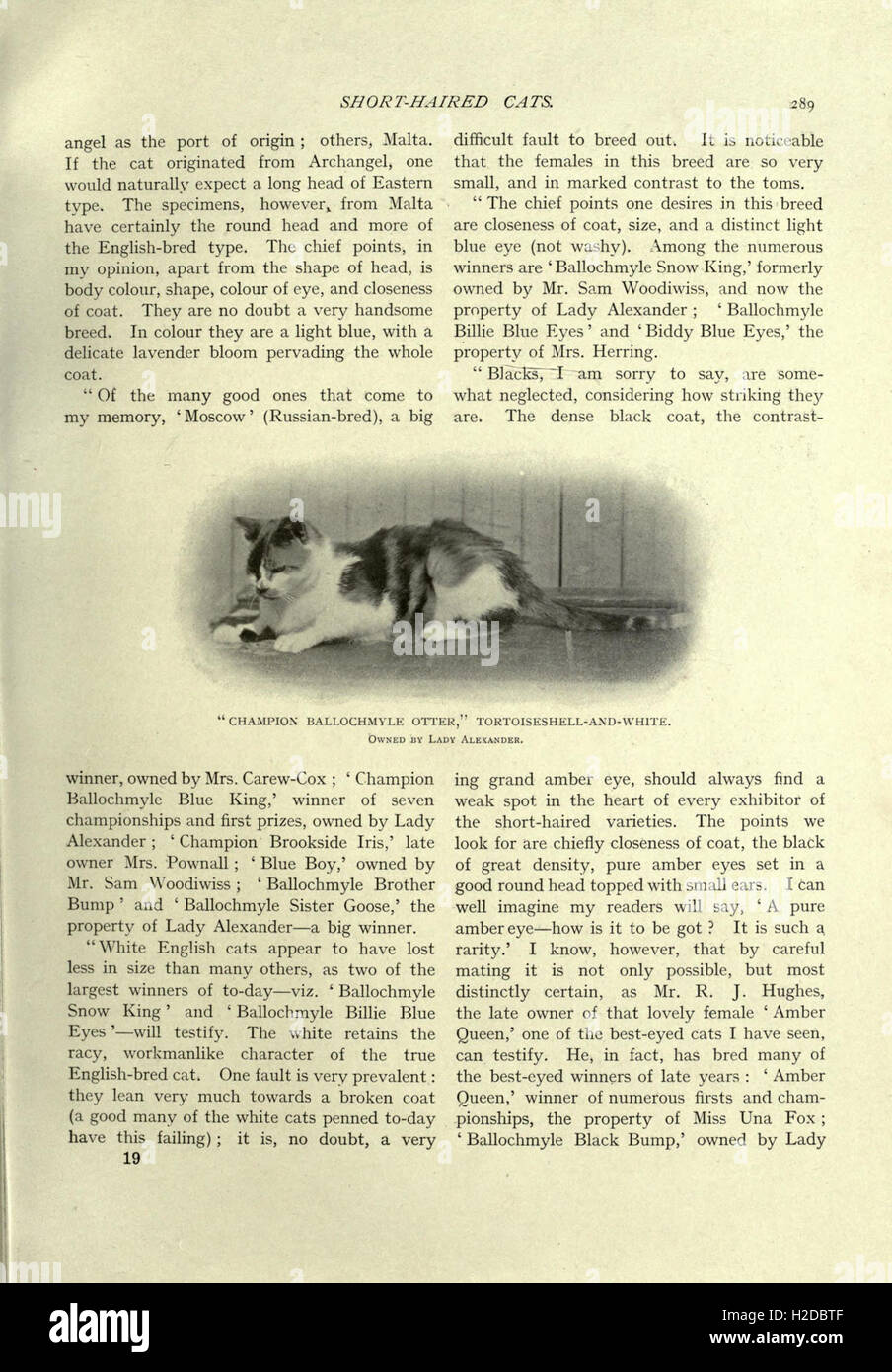 A comprehensive guide to cat species, their behaviors, and care ...