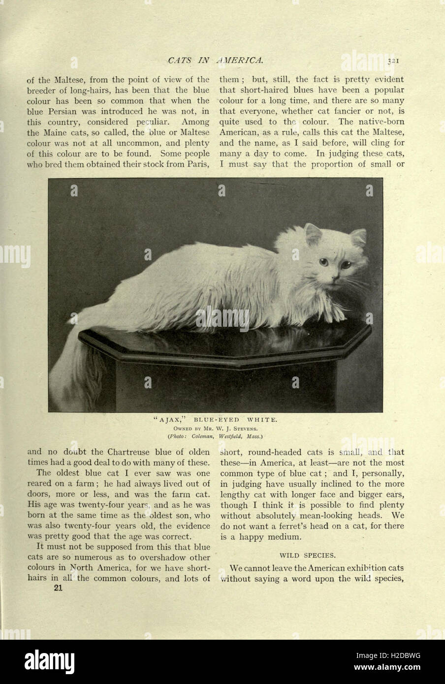 This work explores the history and characteristics of domestic cats ...