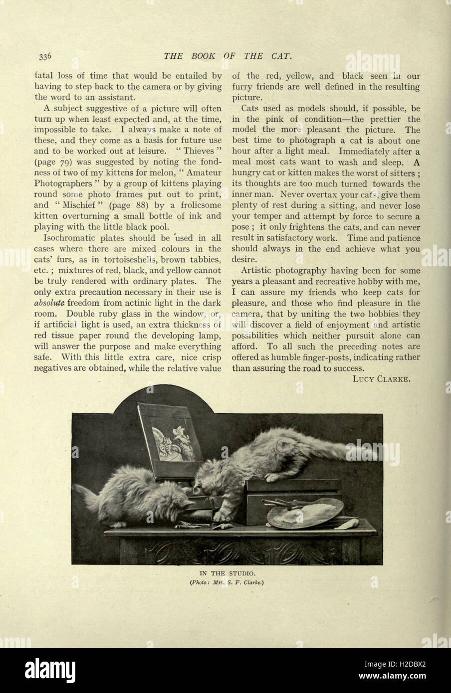 'The Book of the Cat' provides a comprehensive guide to the domestic ...