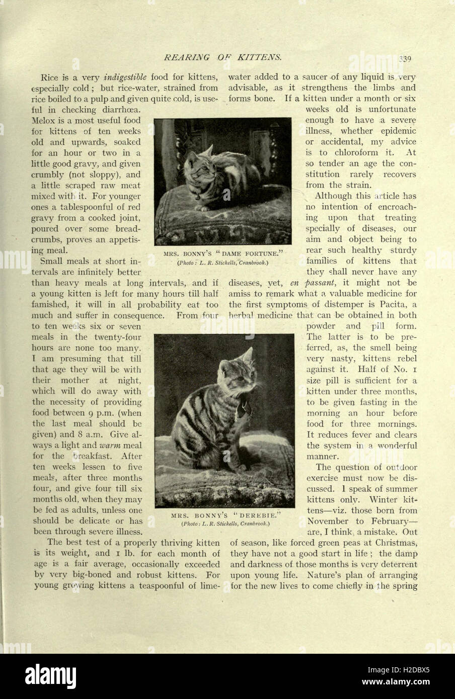 This book provides an in-depth exploration of the domestic cat ...