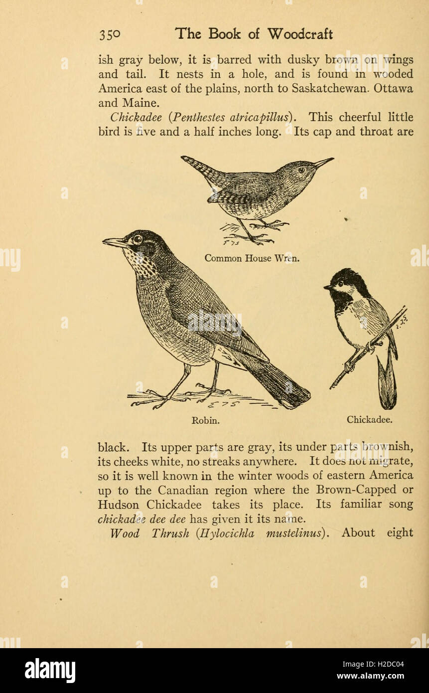 This book explores traditional woodcraft and Native American knowledge ...