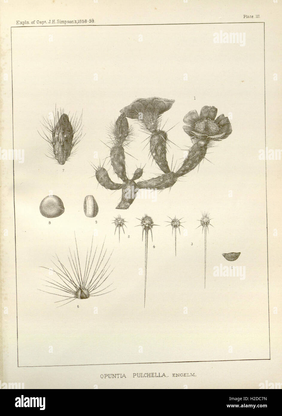 This collection of botanical works by George Engelmann presents his ...