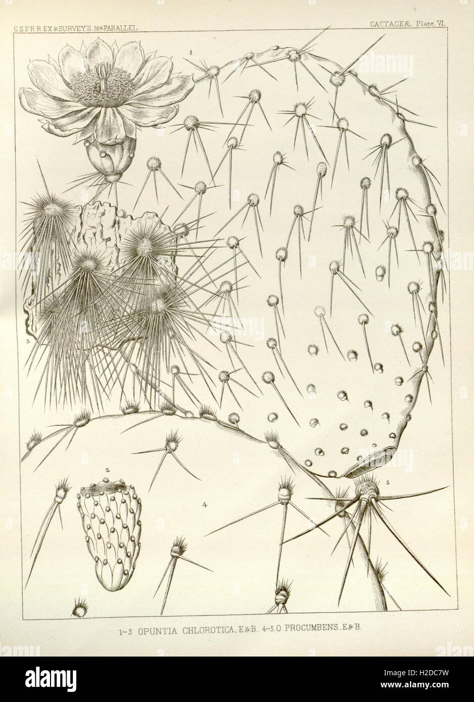 The botanical works of the late George Engelmann, collected for Henry ...