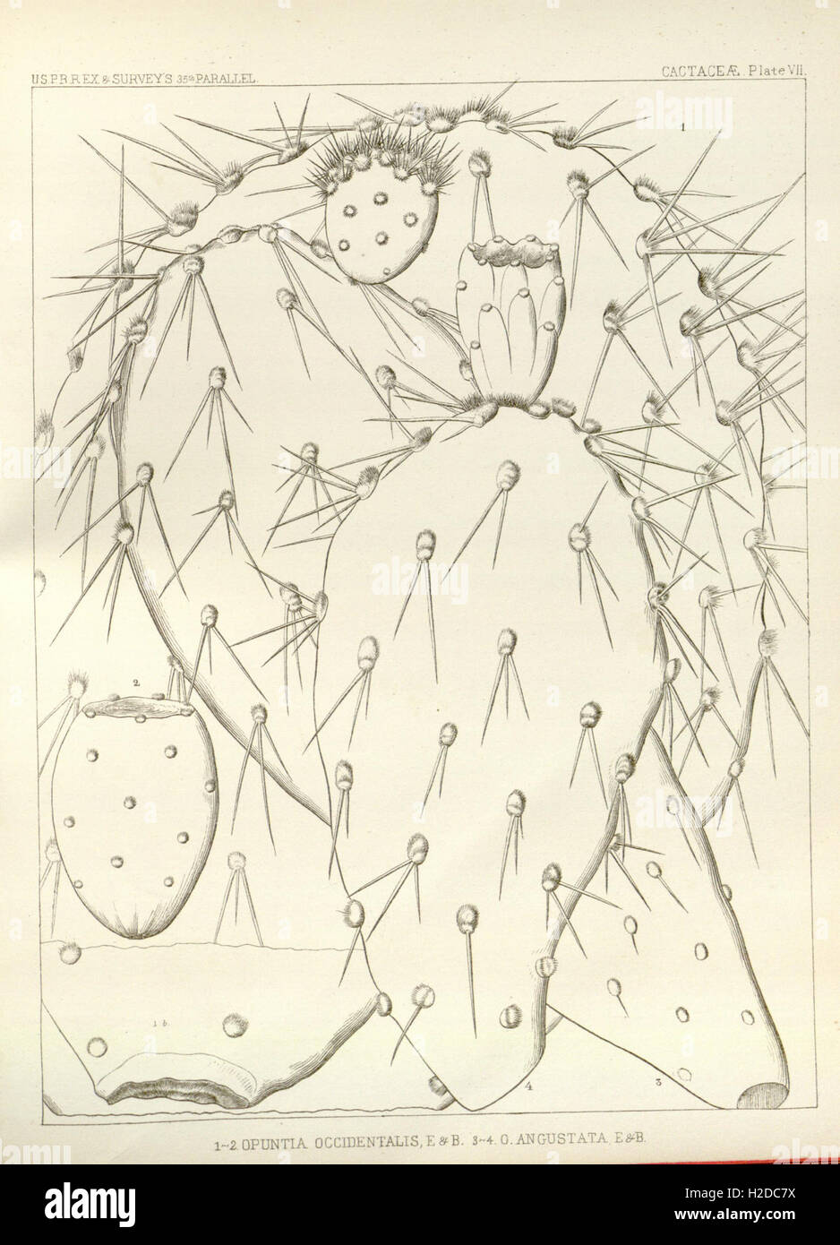 This plate is part of the botanical works of George Engelmann ...