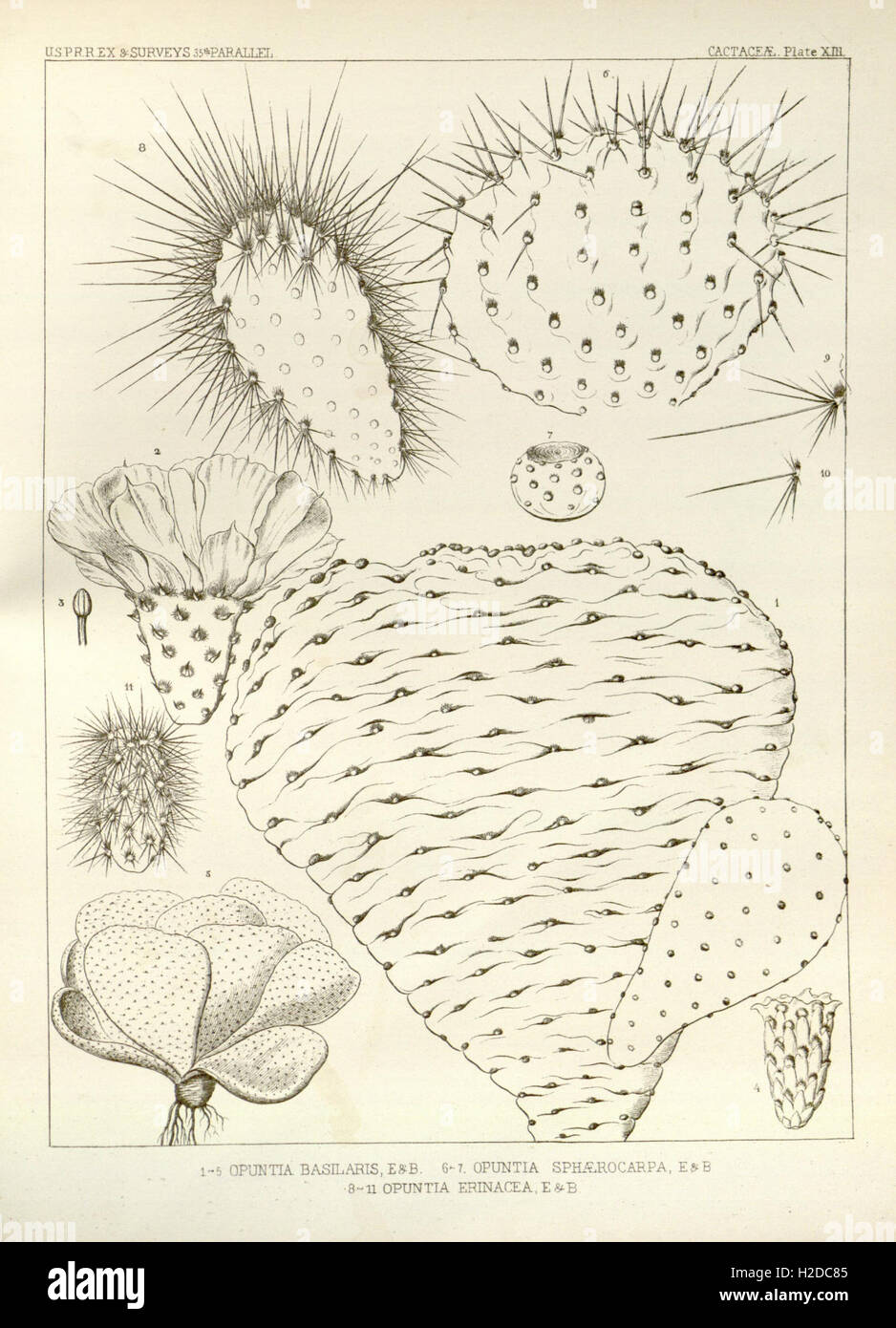This collection showcases the botanical works of George Engelmann ...