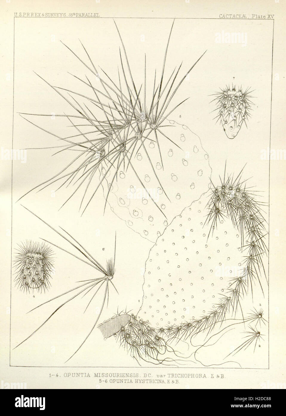 This work presents the botanical studies of George Engelmann, focusing ...