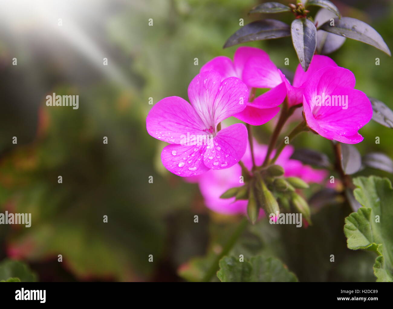 beautiful pink flower, shallow DOF Stock Photo - Alamy