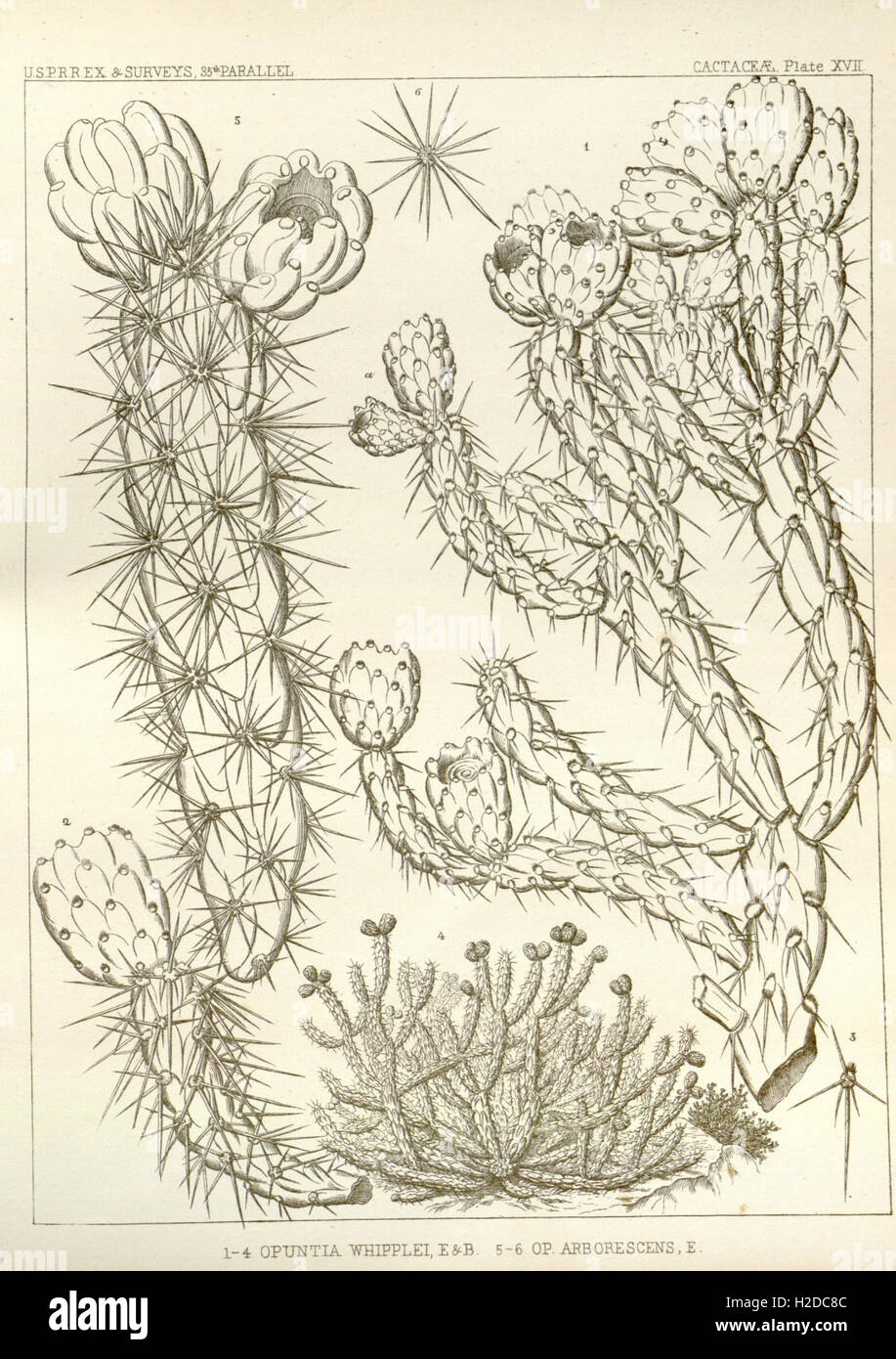 This plate showcases the botanical works of George Engelmann ...