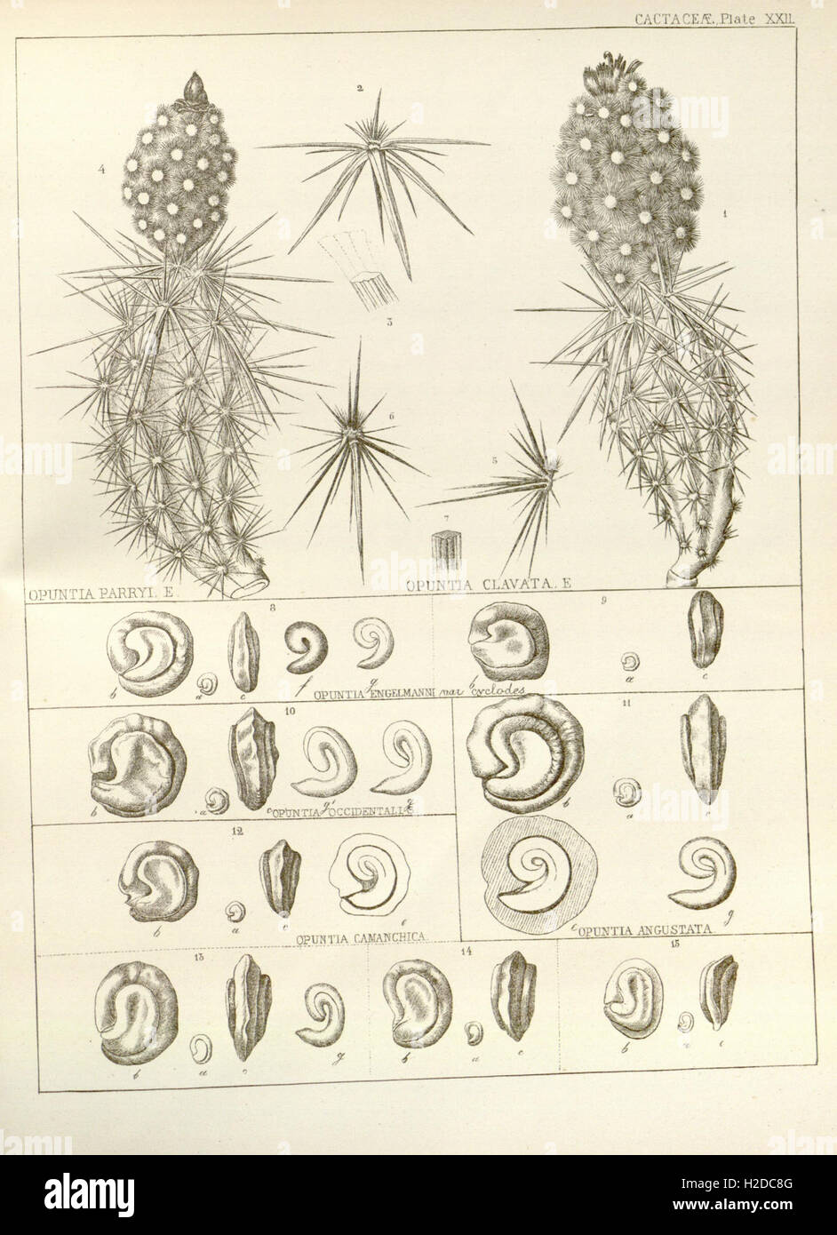 The botanical works of the late George Engelmann, collected for Henry ...