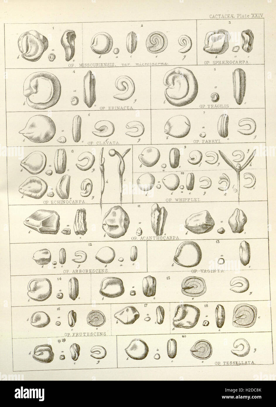 This collection compiles the botanical works of George Engelmann ...