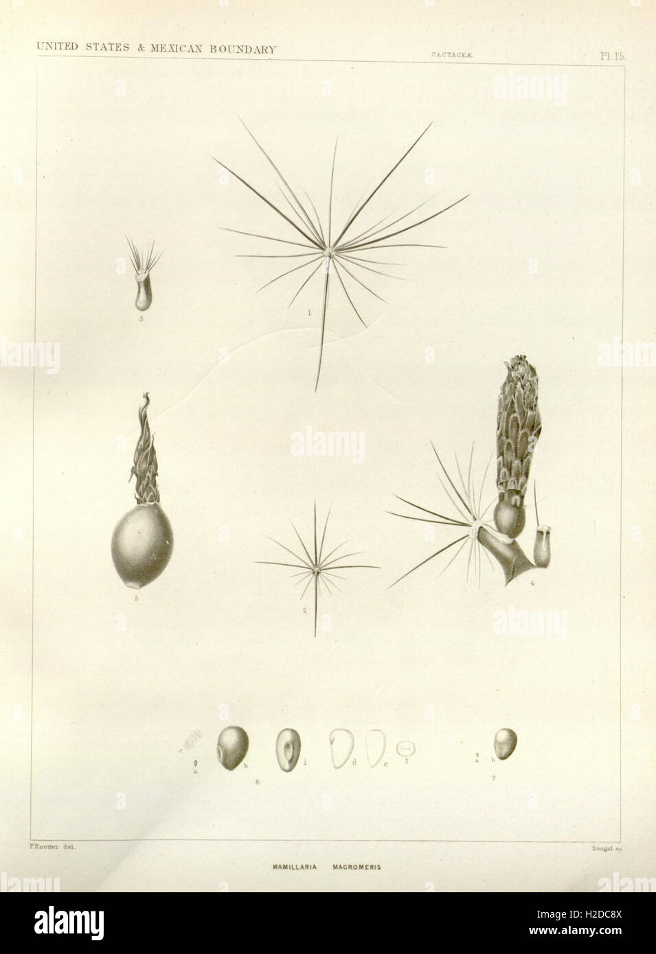 A collection of botanical works by George Engelmann, assembled for ...