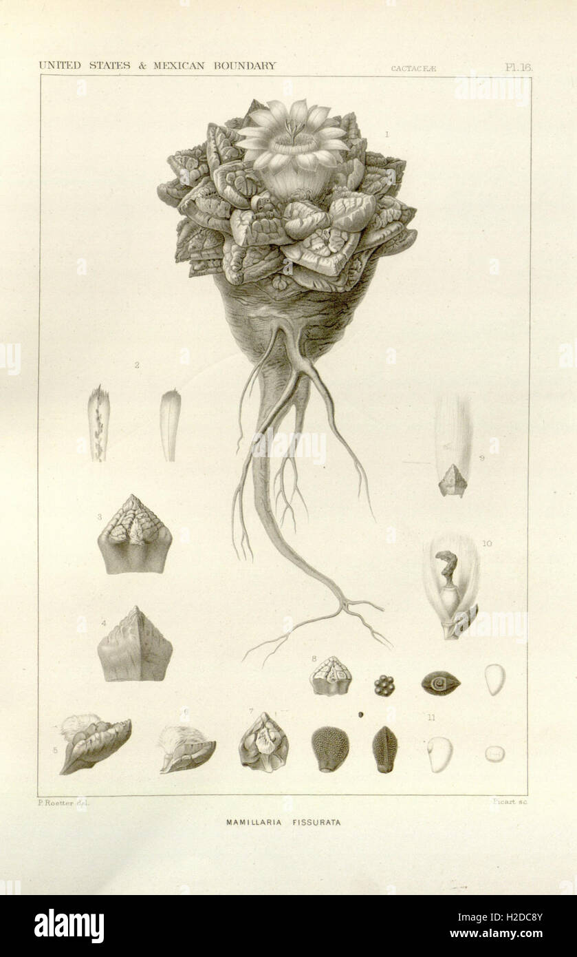The botanical works of the late George Engelmann, collected for Henry ...