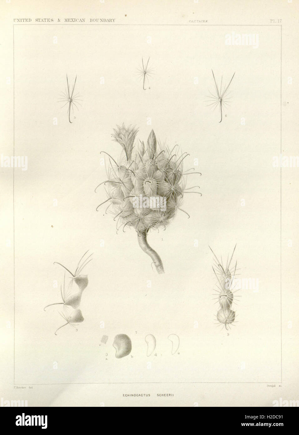 The botanical works of the late George Engelmann, collected for Henry ...