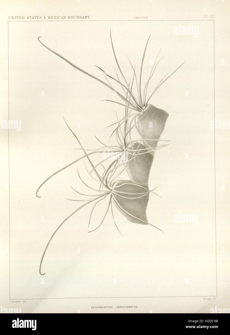 This collection of *The Botanical Works* of George Engelmann includes ...