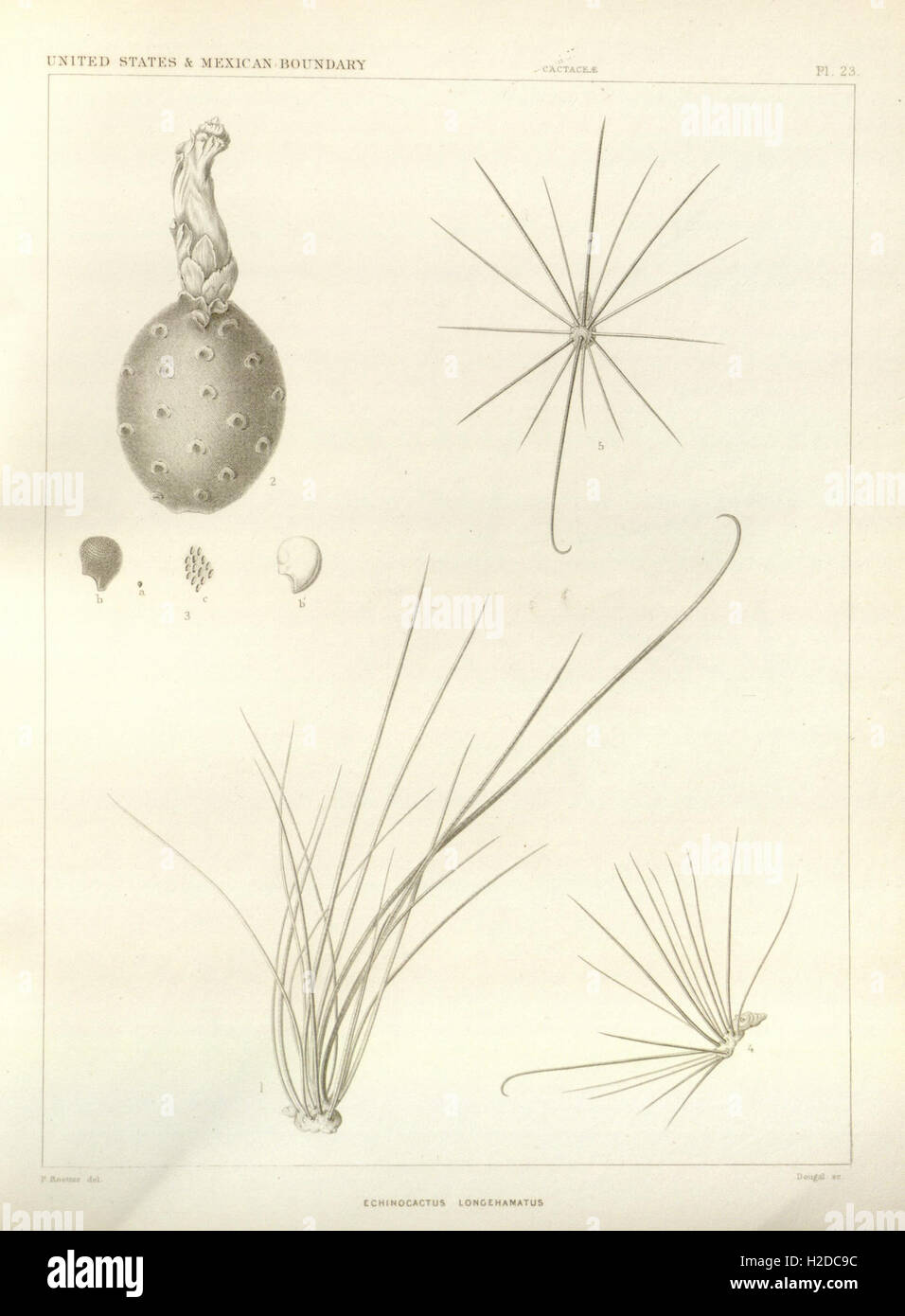 This work collects the botanical studies of George Engelmann, renowned ...