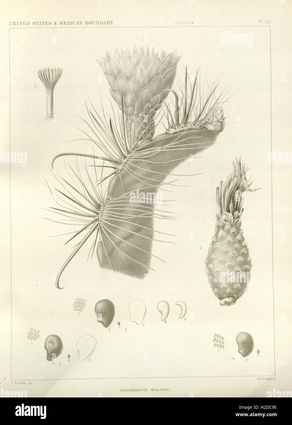 This collection compiles the botanical works of George Engelmann, a ...