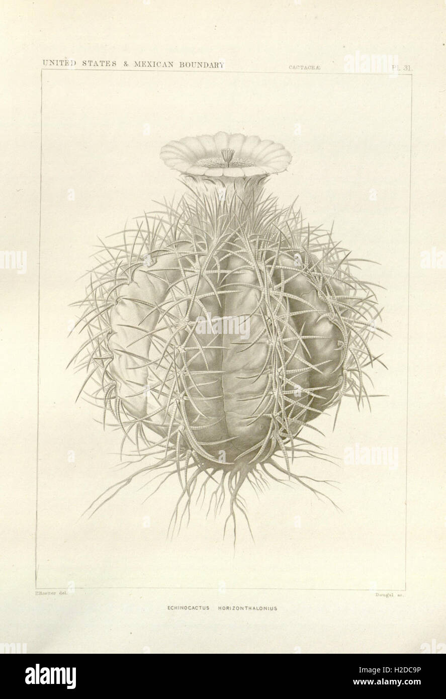 This collection of the botanical works of George Engelmann highlights ...