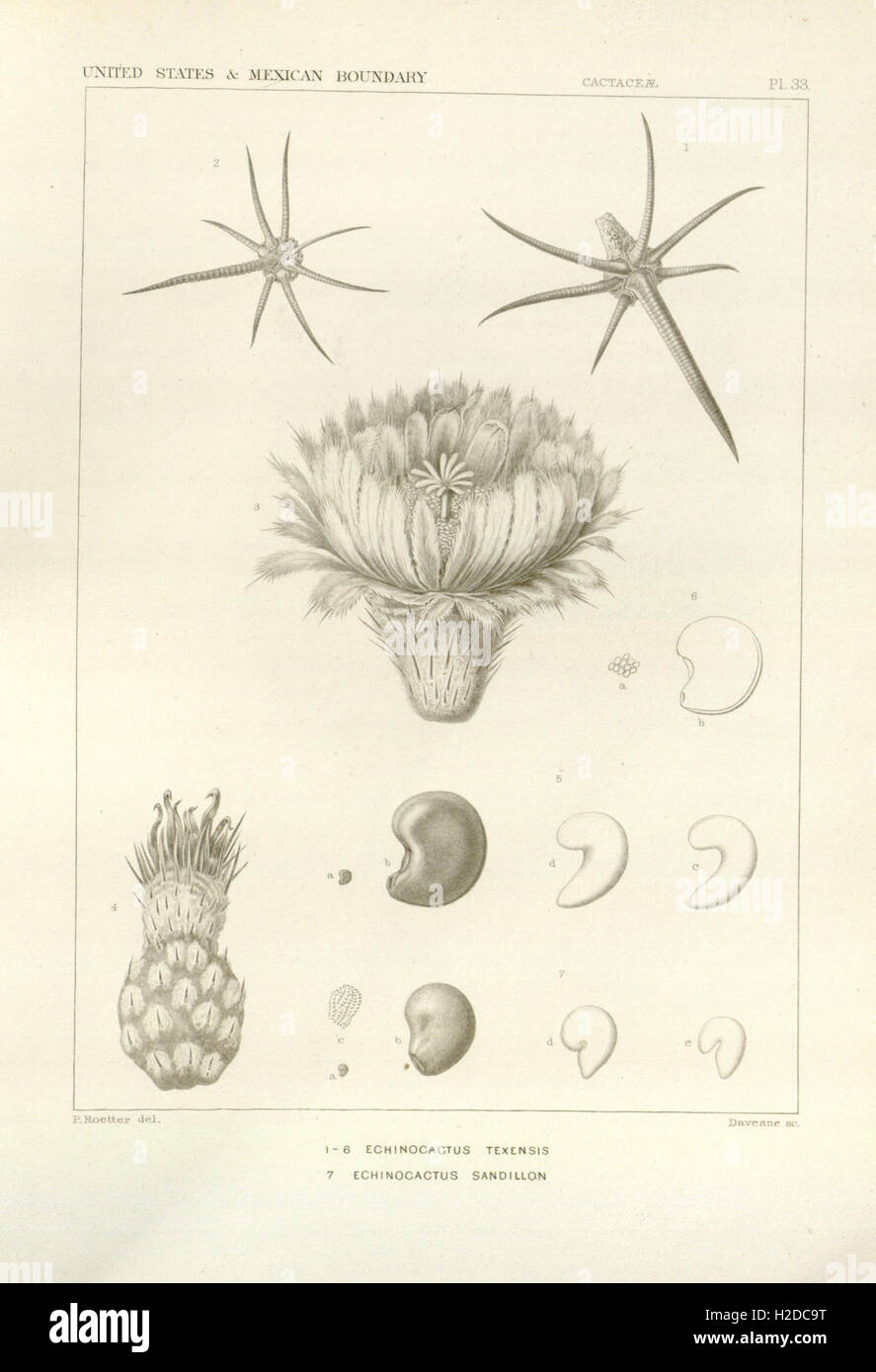 This compilation of George Engelmann’s botanical works presents his ...
