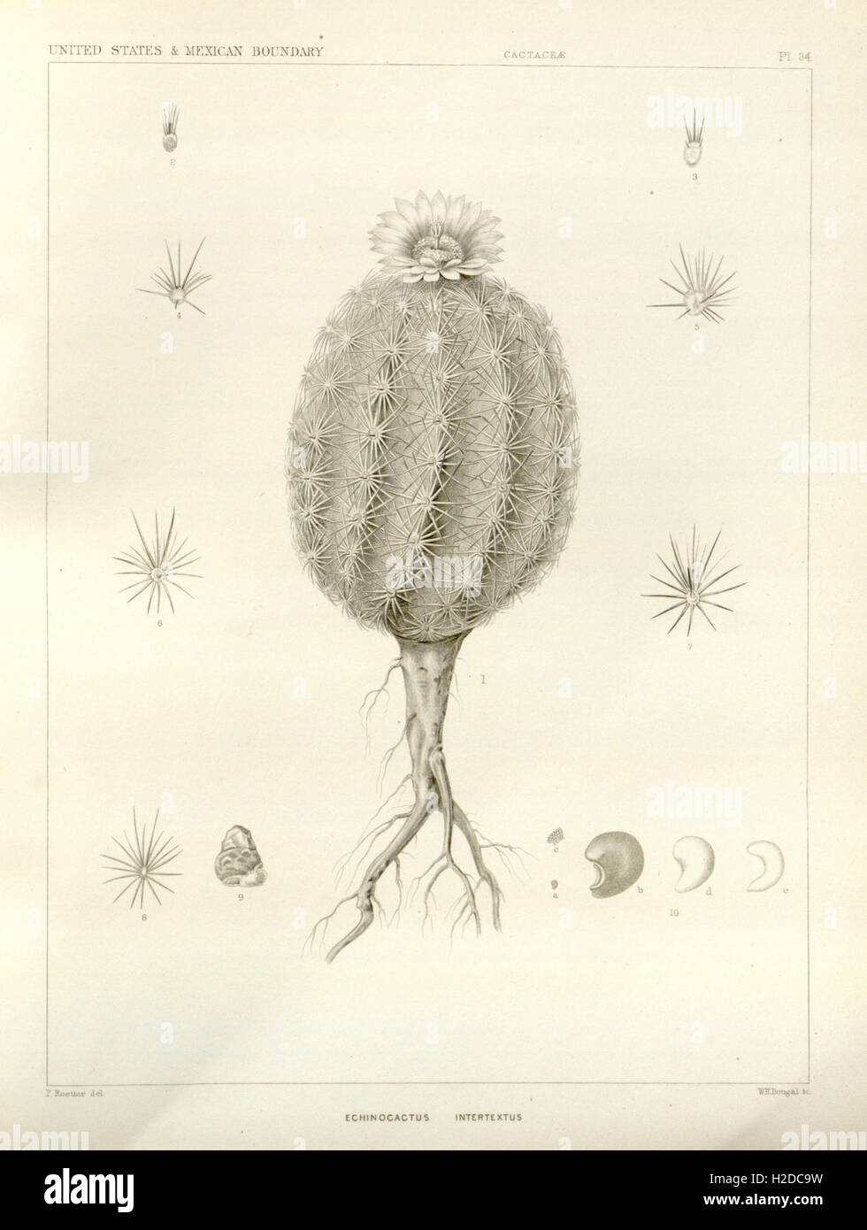 This collection compiles the botanical works of George Engelmann ...