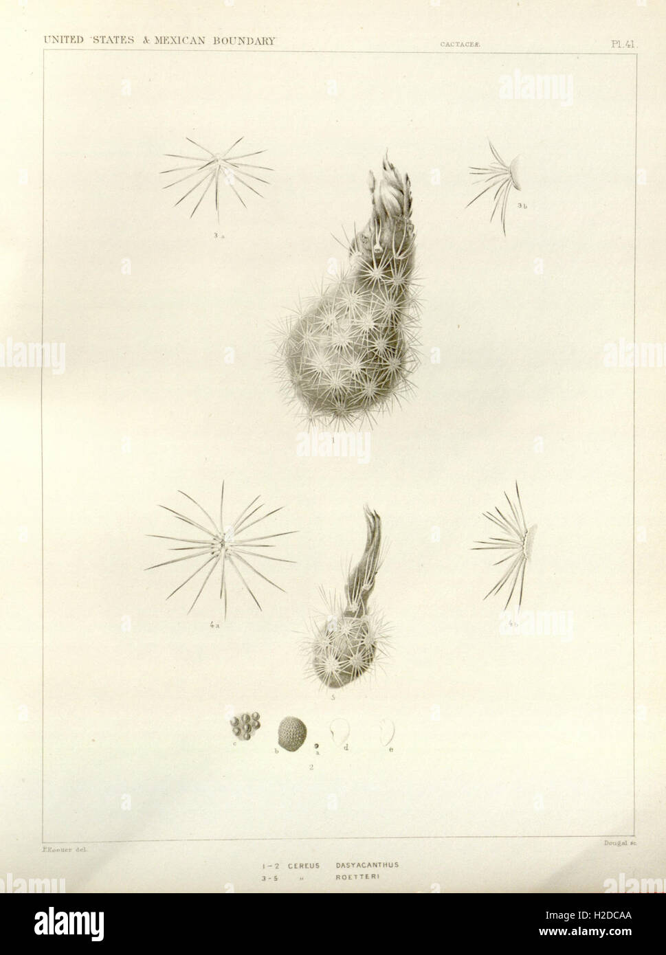 Botanical works by George Engelmann, collected for Henry Shaw ...