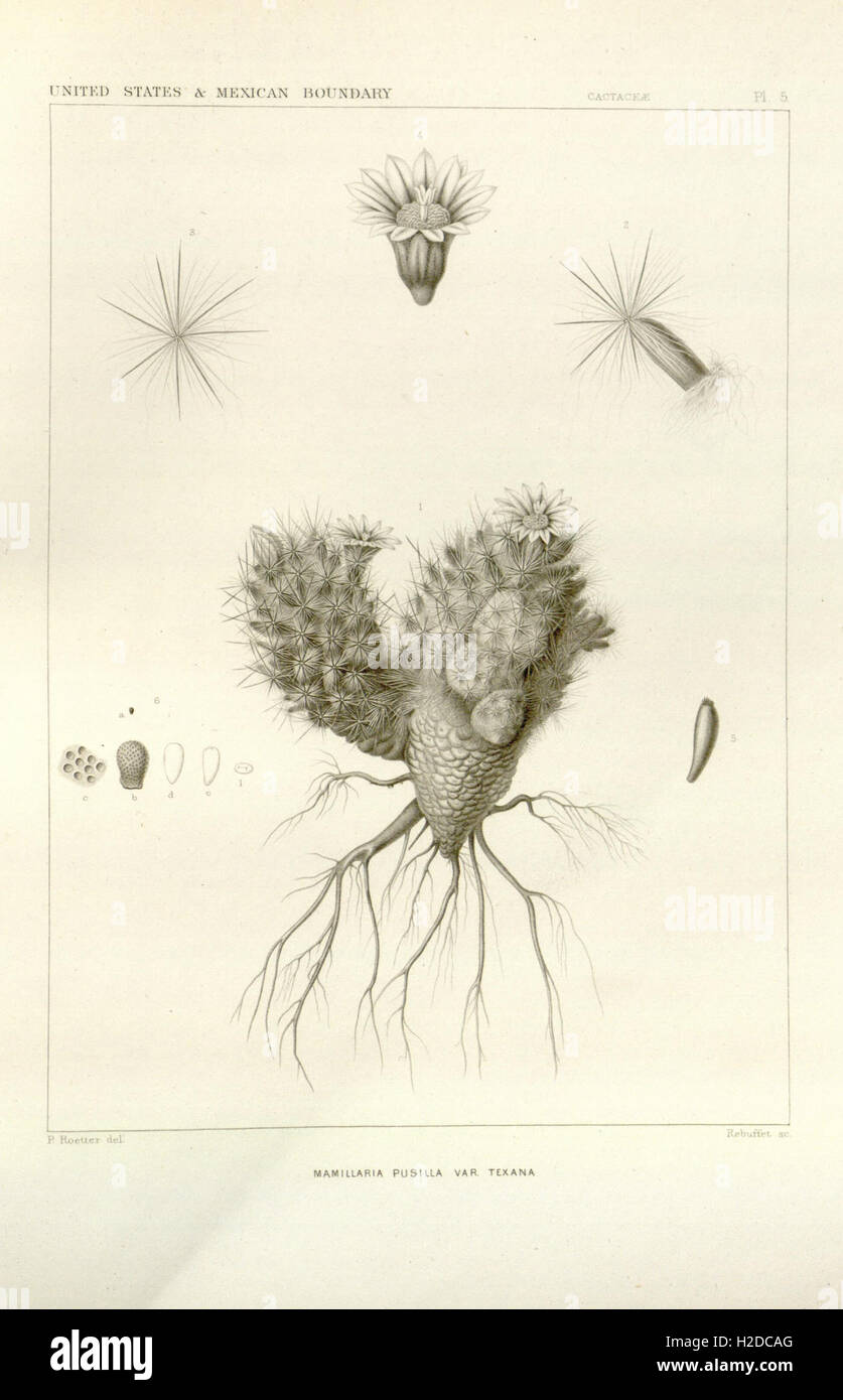 This collection of botanical works by George Engelmann compiles his ...
