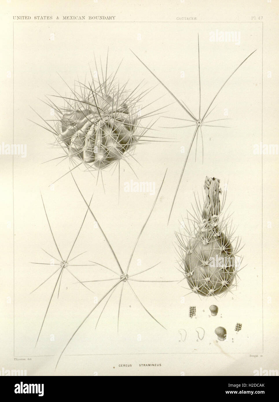 A collection of botanical works by George Engelmann, detailing his ...