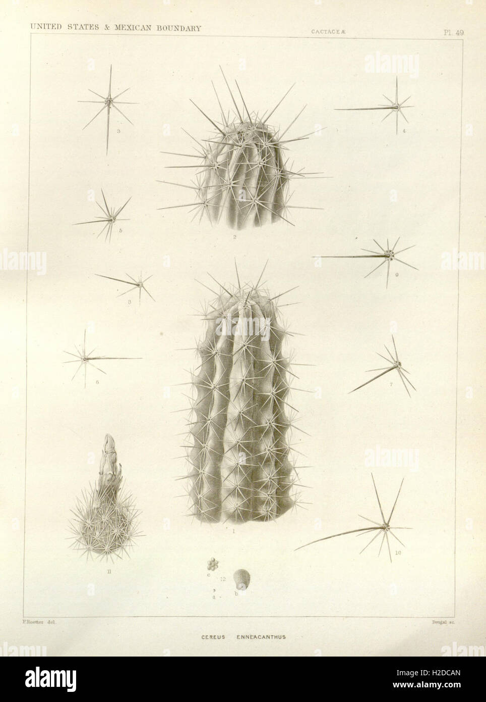 The botanical works of the late George Engelmann, collected for Henry ...