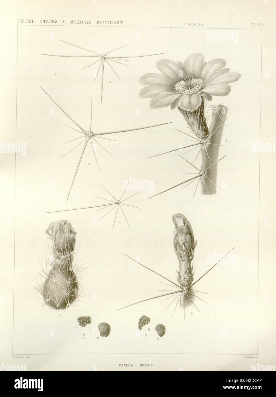 A compilation of the botanical works of George Engelmann, showcasing ...