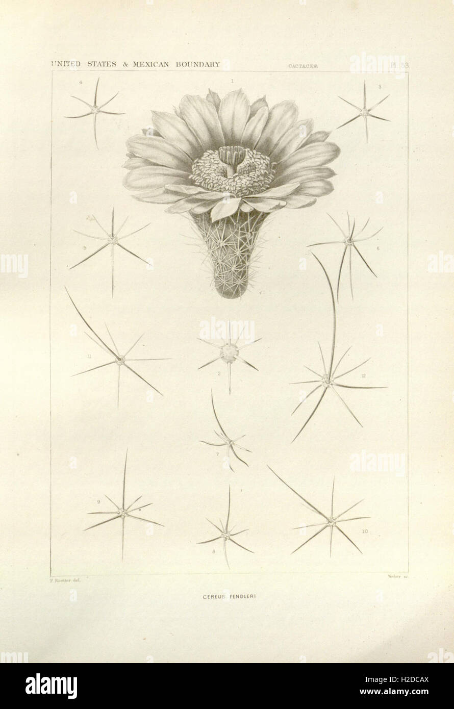 This collection compiles the botanical works of George Engelmann, a ...