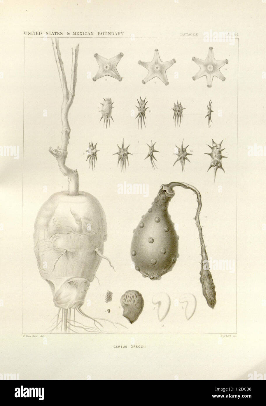 This compilation of botanical works by George Engelmann includes ...