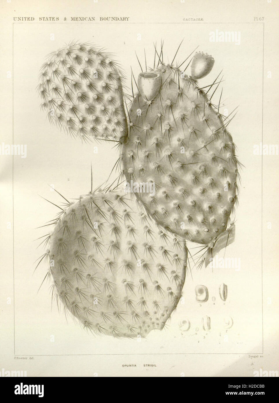 A compilation of botanical works by George Engelmann, including ...