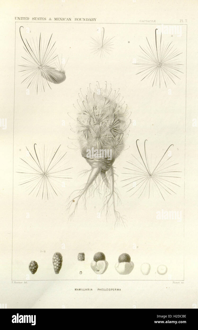 A collection of the botanical works of George Engelmann, focusing on ...