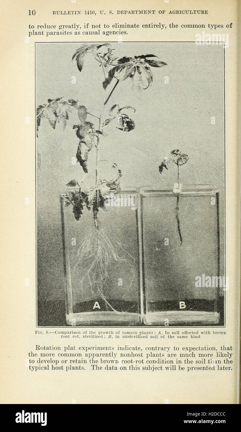 A study of the brown root rot disease affecting tobacco and other ...