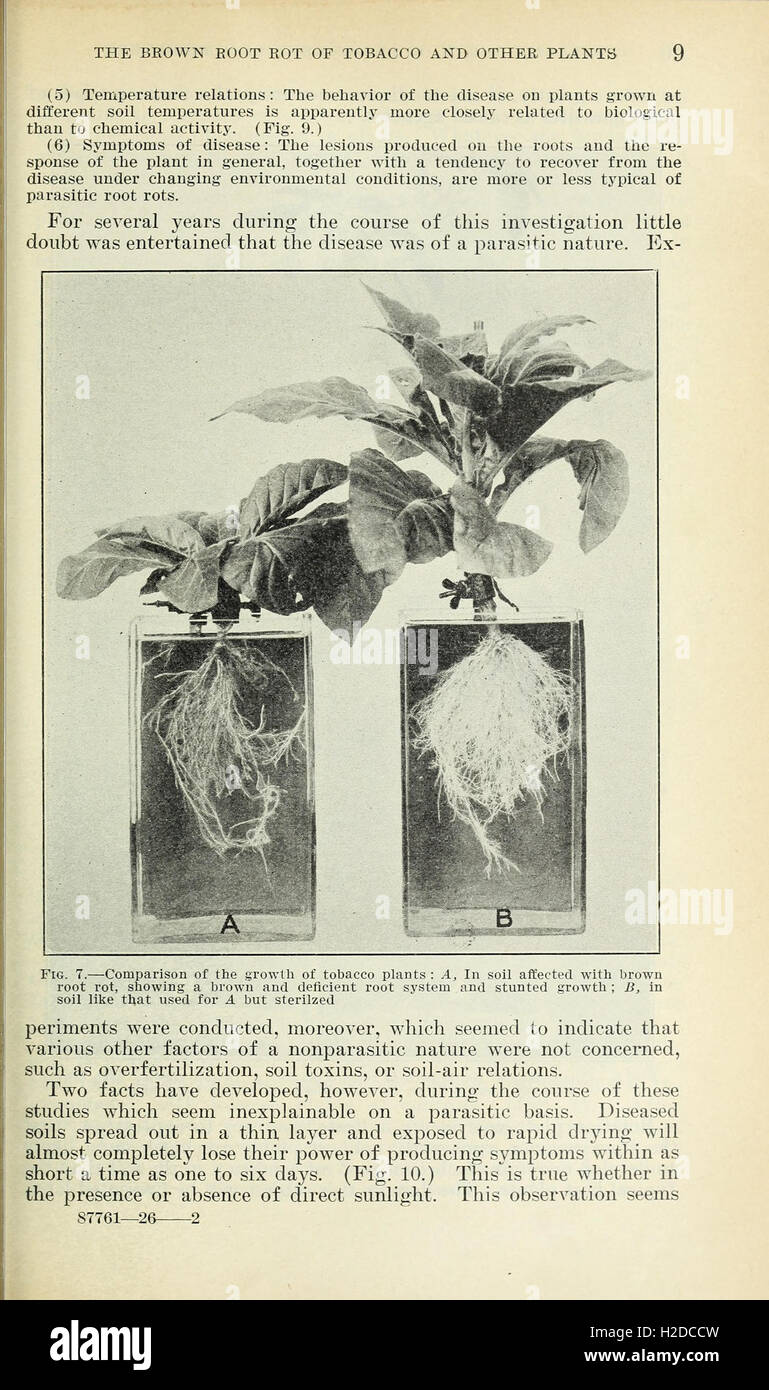 The brown root rot of tobacco and other plants (Page 9 Stock Photo - Alamy