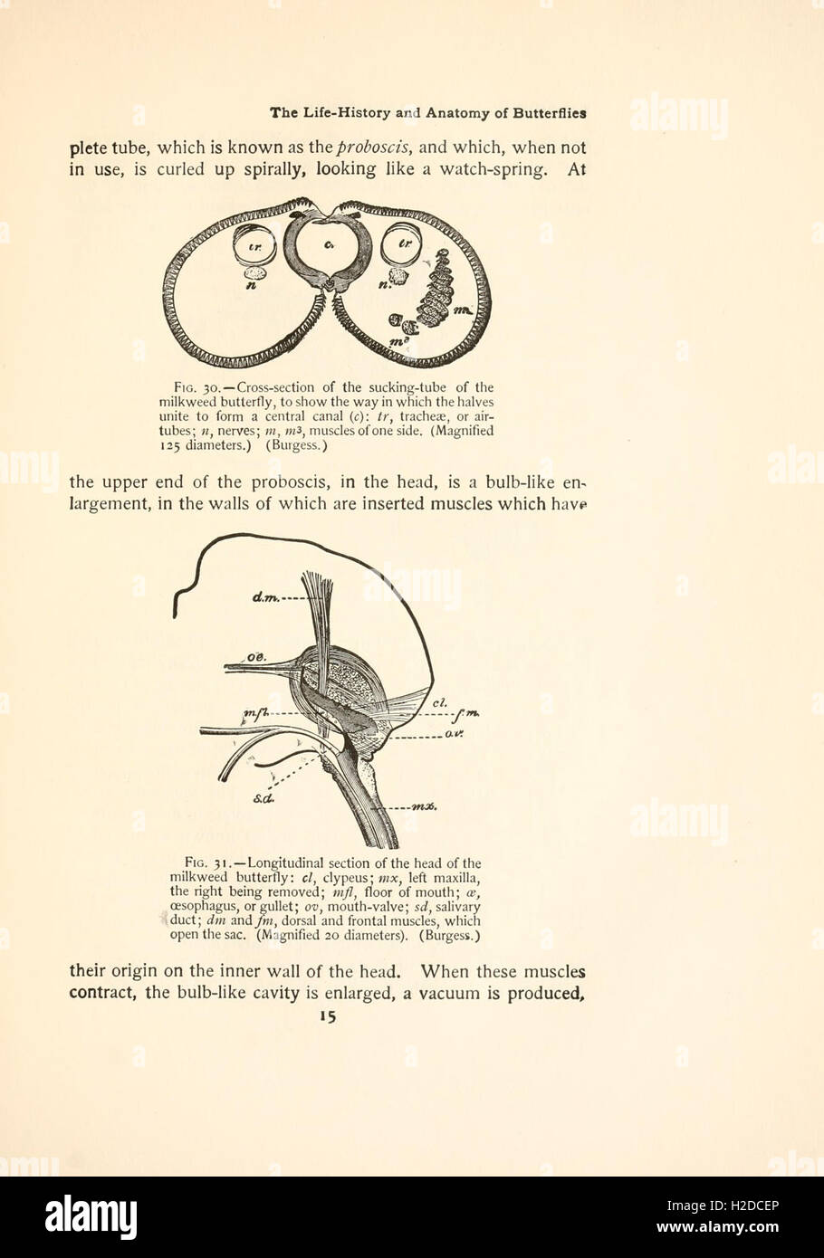 A page from 'The Butterfly Book,' showing detailed figures of butterfly ...