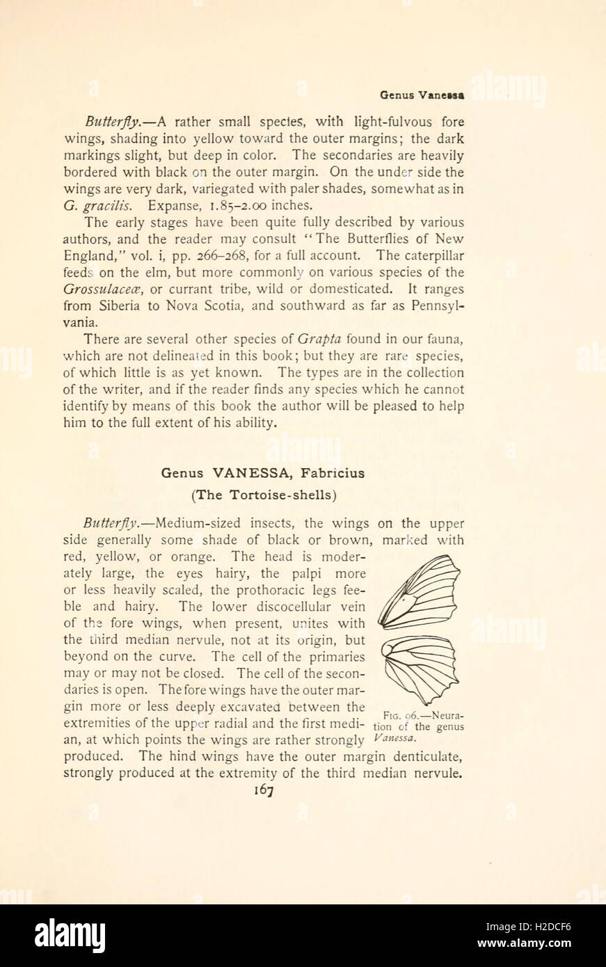 A comprehensive guide to butterflies, featuring illustrations and ...