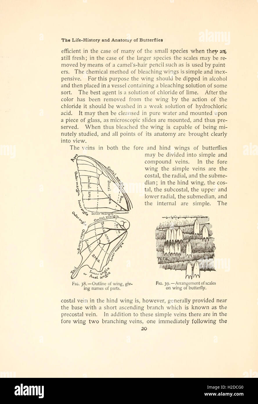 The butterfly book (Page 20, Figs. 38-39 Stock Photo - Alamy